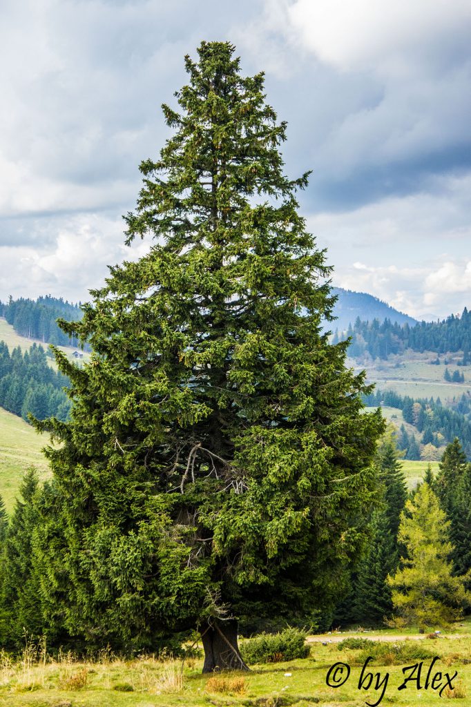 Die gemeine Fichte (Picea abies) – Andi + Alex