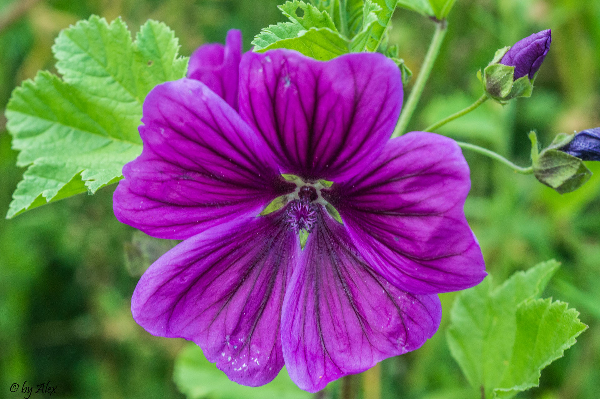 Die Malven (Malva) – Andi + Alex