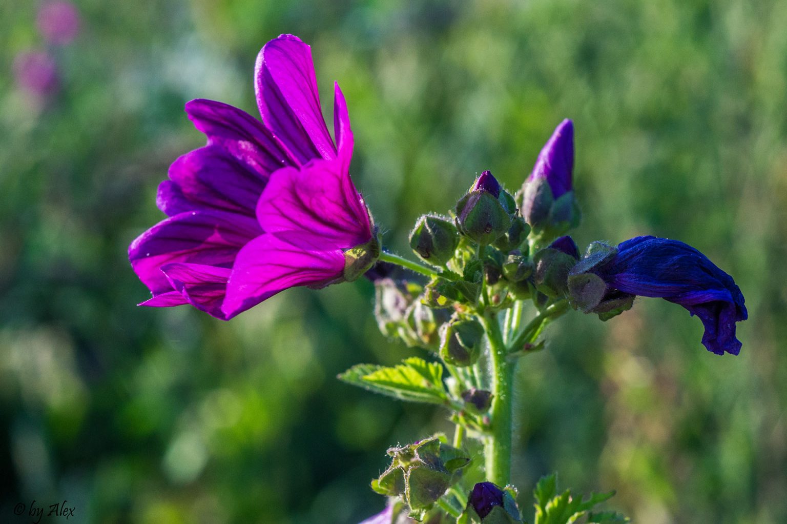 Die Malven (Malva) – Andi + Alex