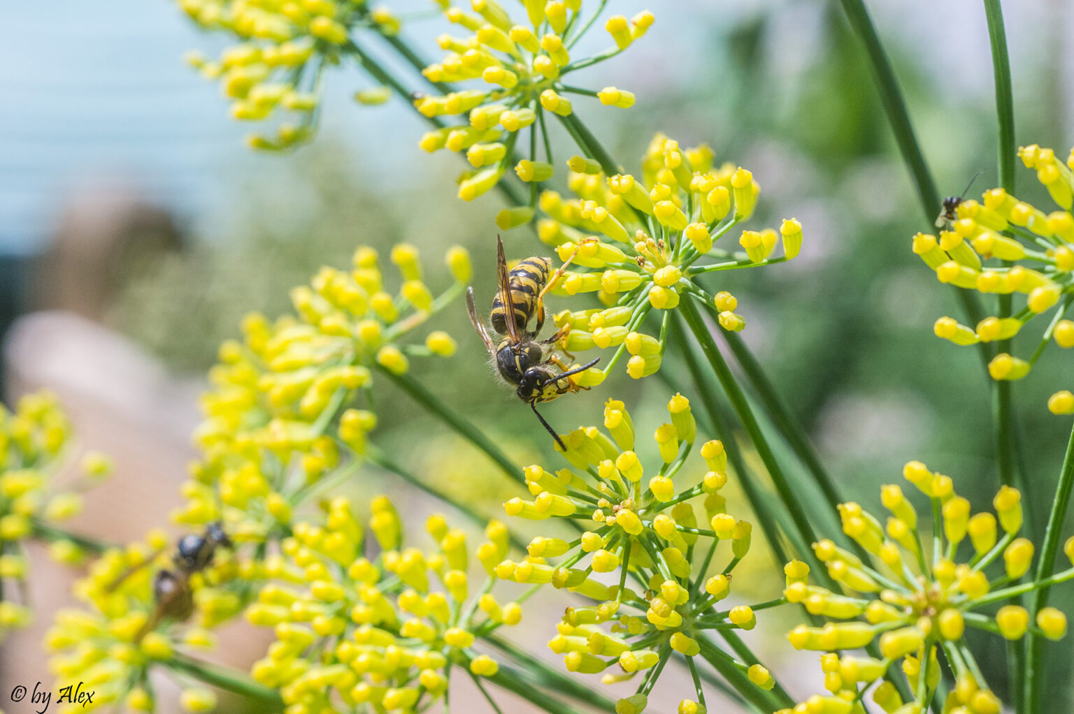 Der Fenchel (Foeniculum vulgare) – Andi + Alex