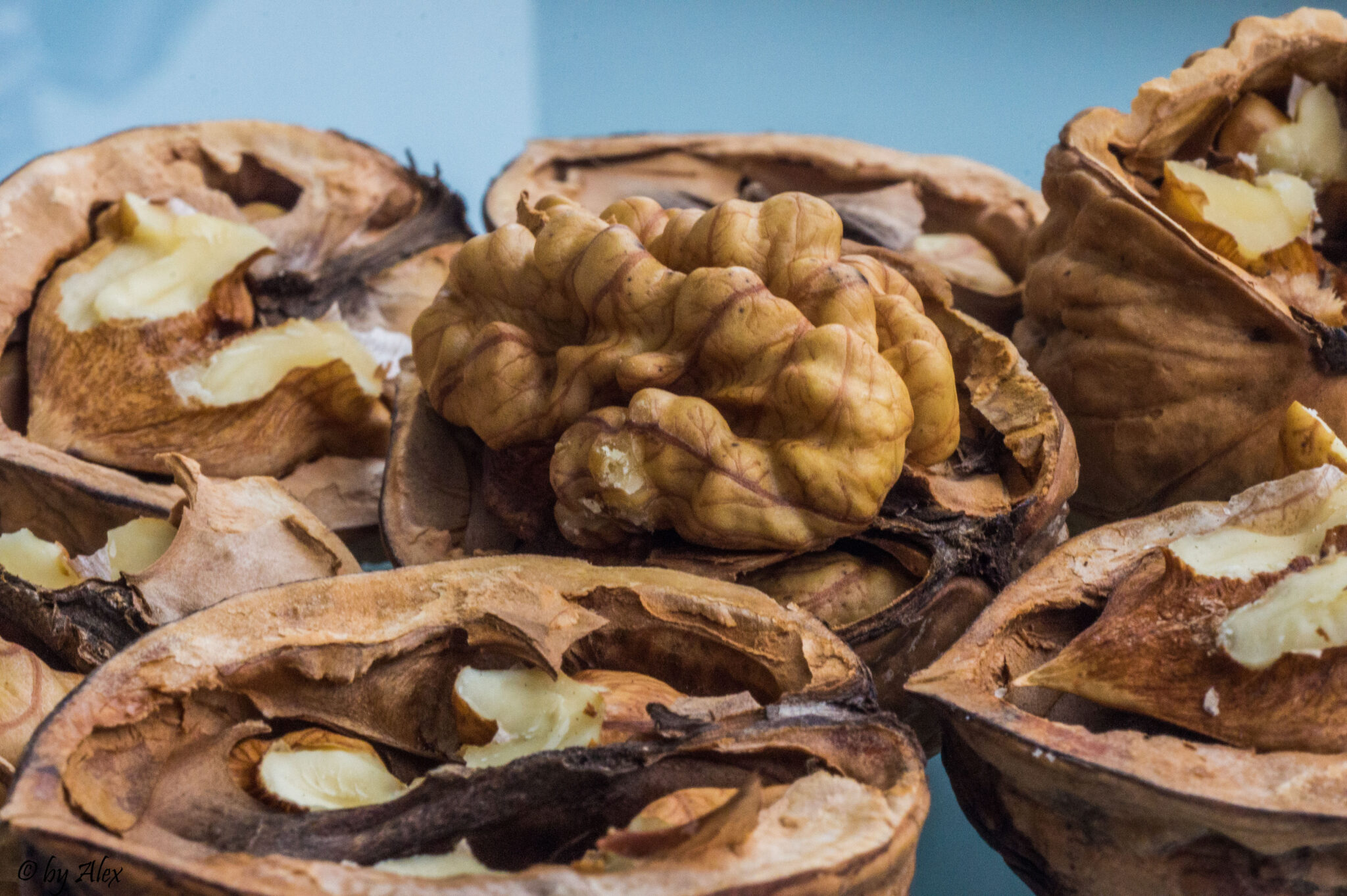 Die echte Walnuss (Juglans regia) – Andi + Alex