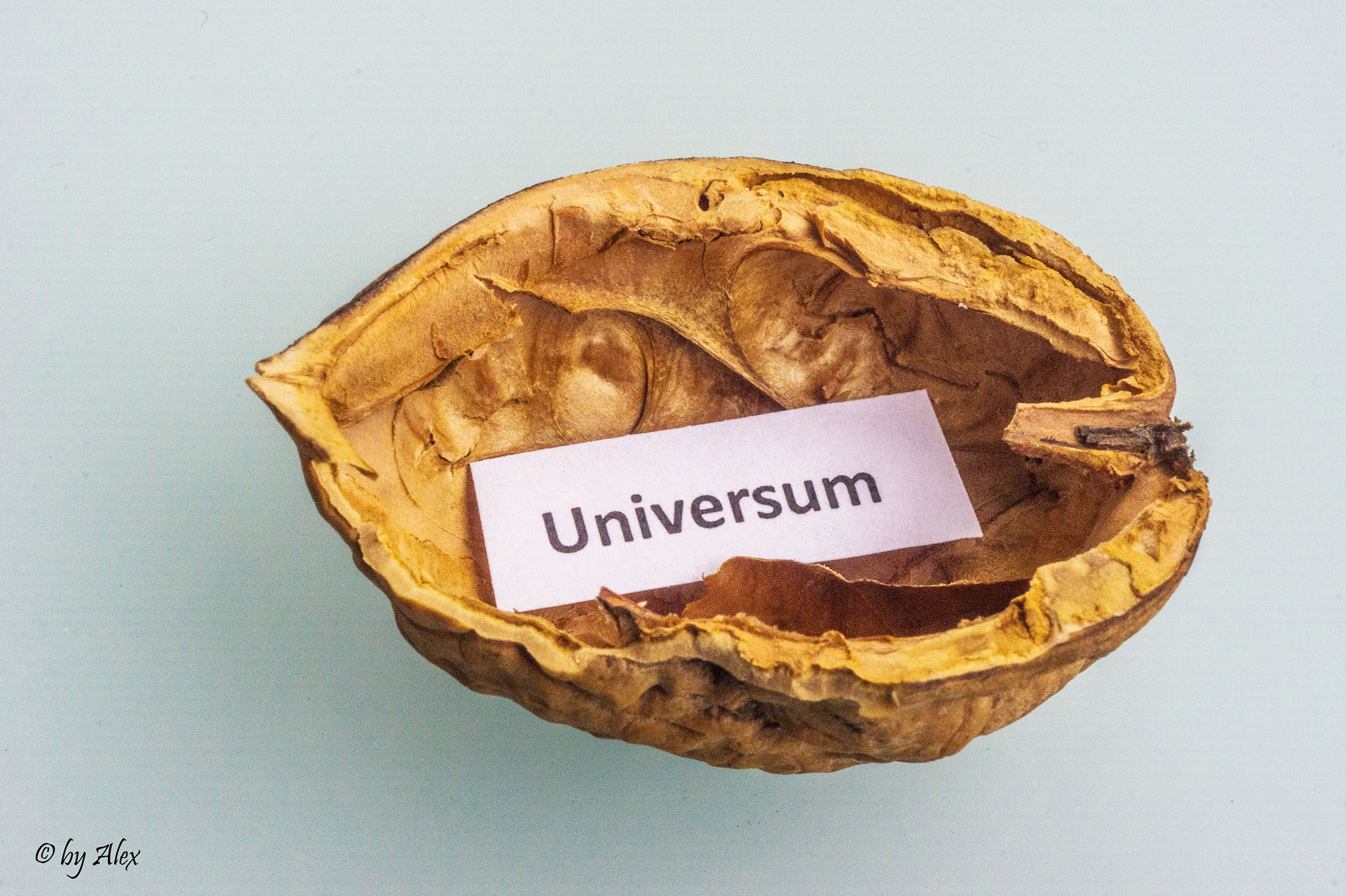 Die echte Walnuss (Juglans regia) – Andi + Alex