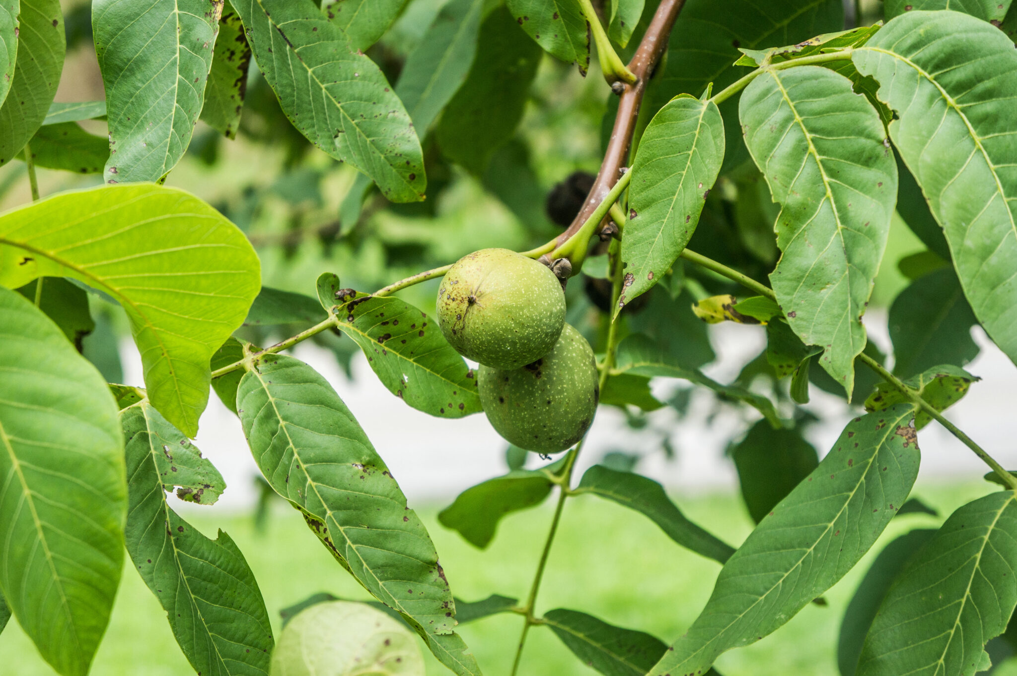 Die echte Walnuss (Juglans regia) – Andi + Alex