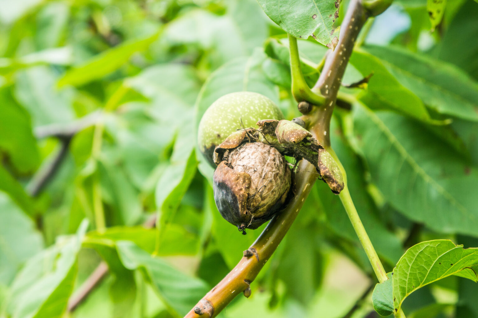Die echte Walnuss (Juglans regia) – Andi + Alex