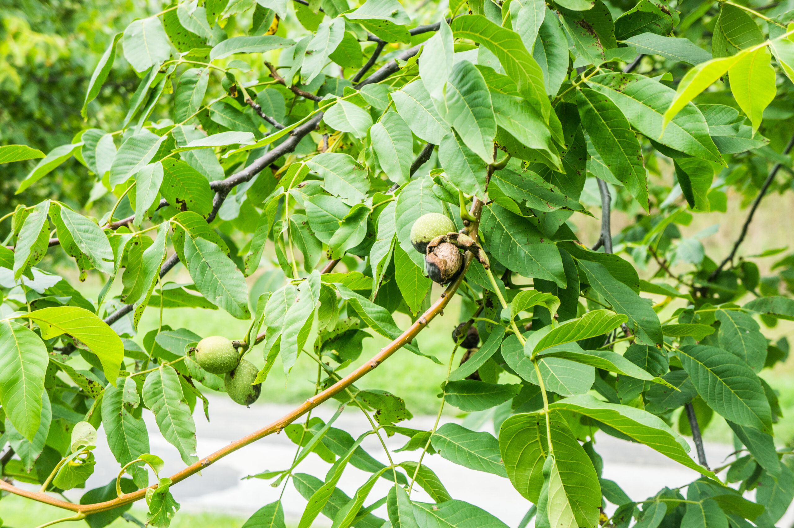 Die echte Walnuss (Juglans regia) – Andi + Alex