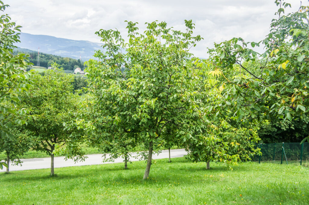 Die echte Walnuss (Juglans regia) – Andi + Alex