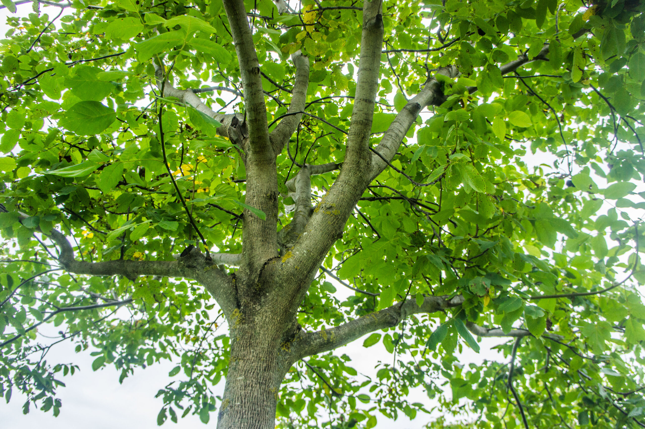 Die echte Walnuss (Juglans regia) – Andi + Alex